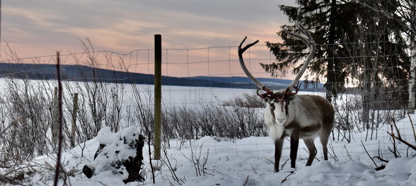 Meeting the Reindeer - Sunday Morning Resort - Pyhä | Travelnauts