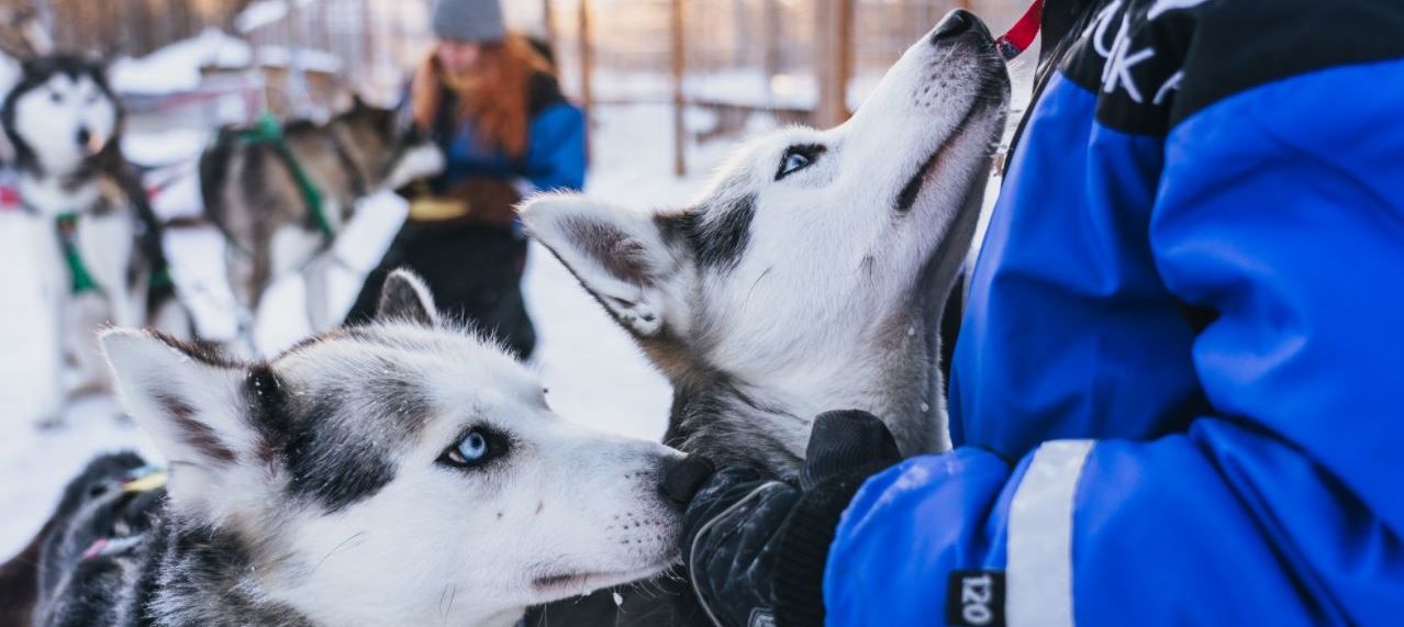 Huskysafari - Apukka Resort | Travelnauts
