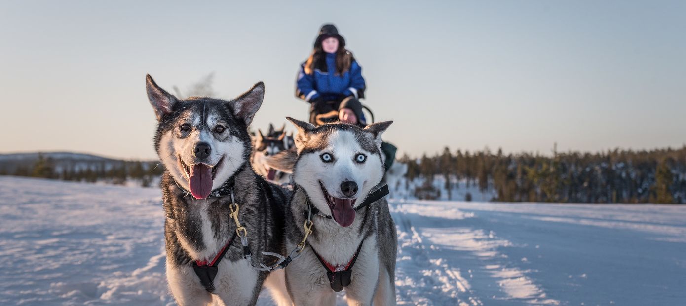 Husky safari - Northern Lights Village - Saariselkä | Travelnauts