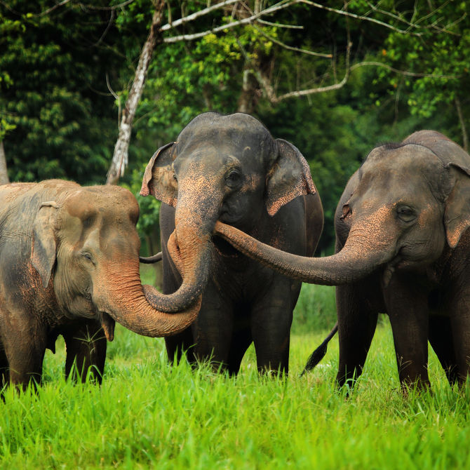 Ontmoet olifanten bij Elephant Hills in Thailand | Blog