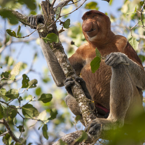 Verken Bako National Park - Kuching | Travelnauts