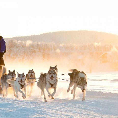 Husky safari - Northern Lights Village - Levi | Travelnauts