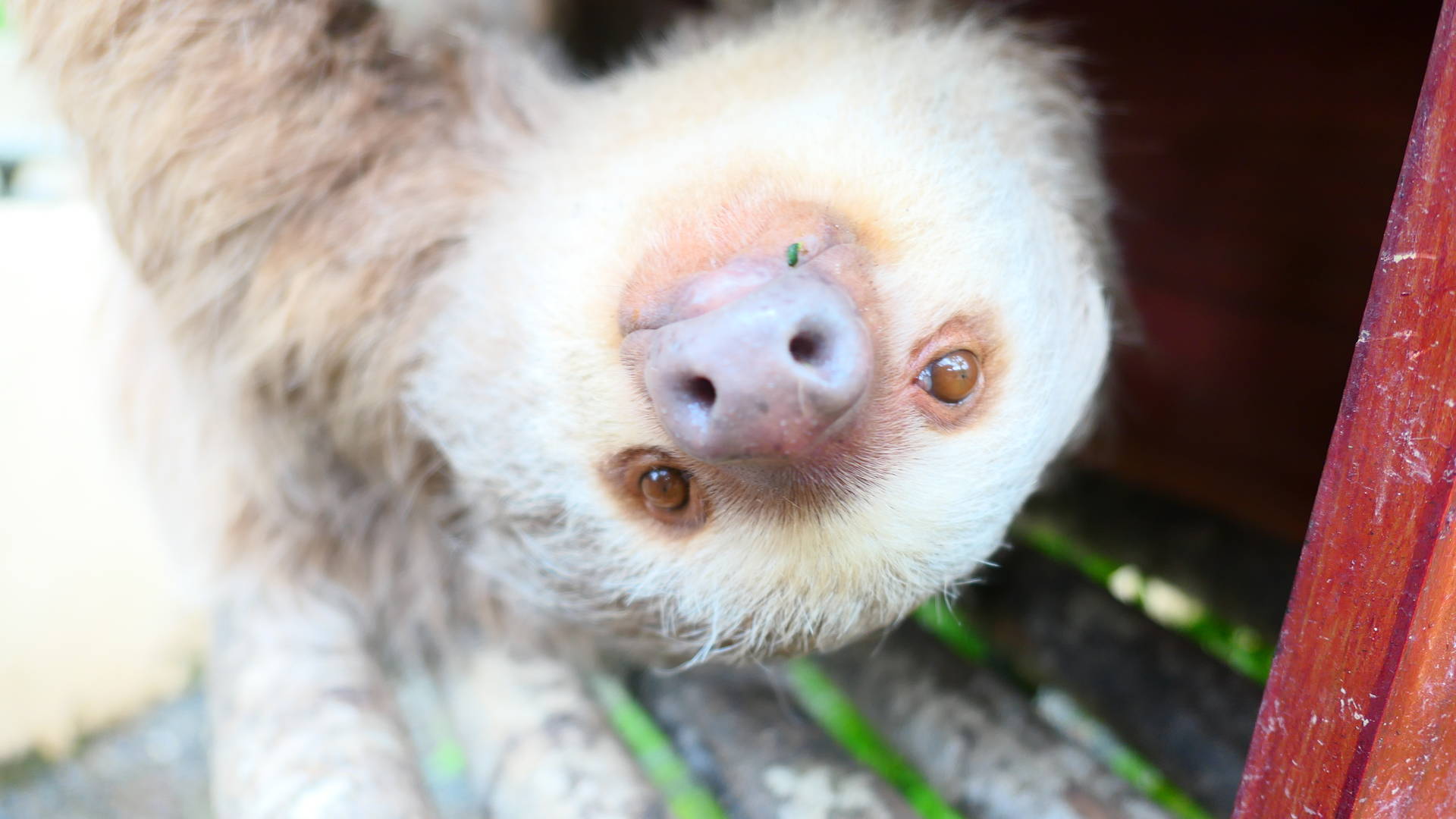 In Costa Rica dieren spotten; onze tips! | Blog | Tenzing Travel